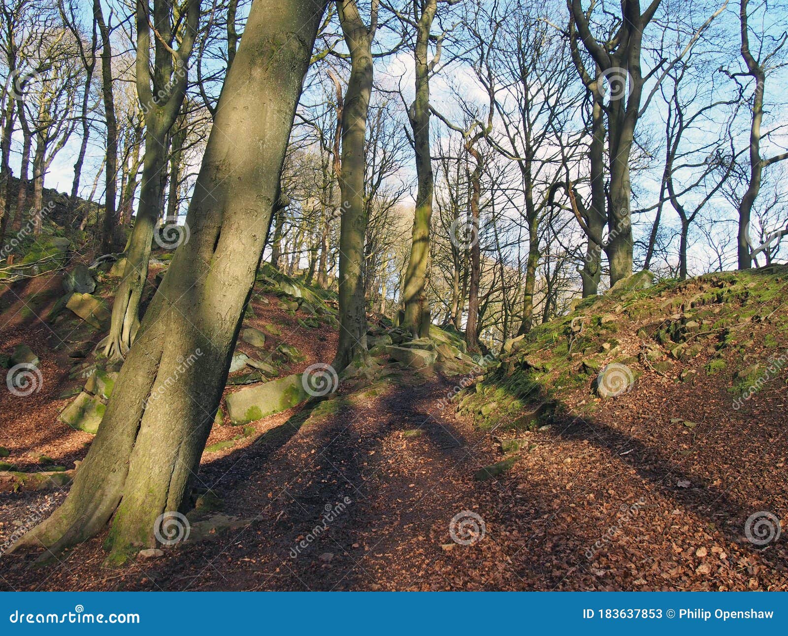 Bare Forest Trees on Hilly Ground with Scattered Moss Covered Boulders ...
