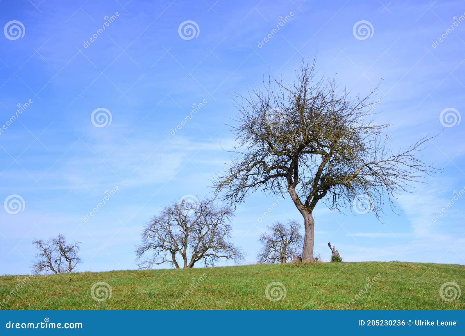 Bare, Gnarled Apple Trees Stand in a Meadow Against a Blue Sky with ...