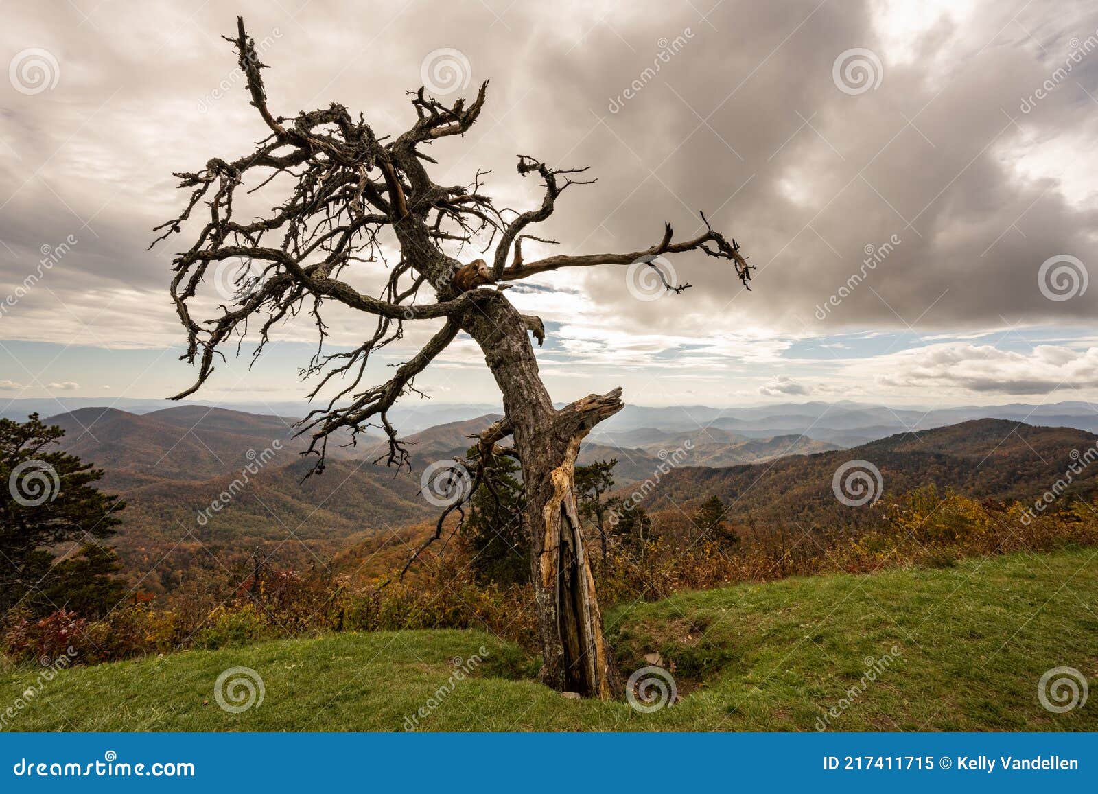 Bare Gnarly Tree Keeps Watch Over Blue Ridge Mountains Stock Image ...