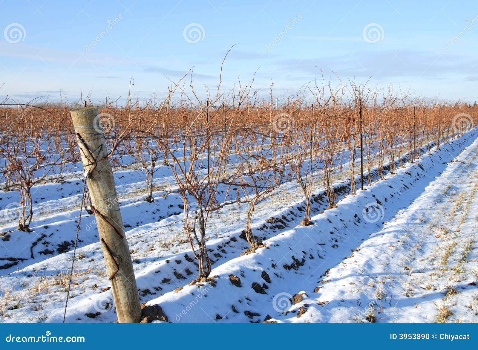 Bare Grape Vines stock photo. Image of wires, agriculture - 3953890