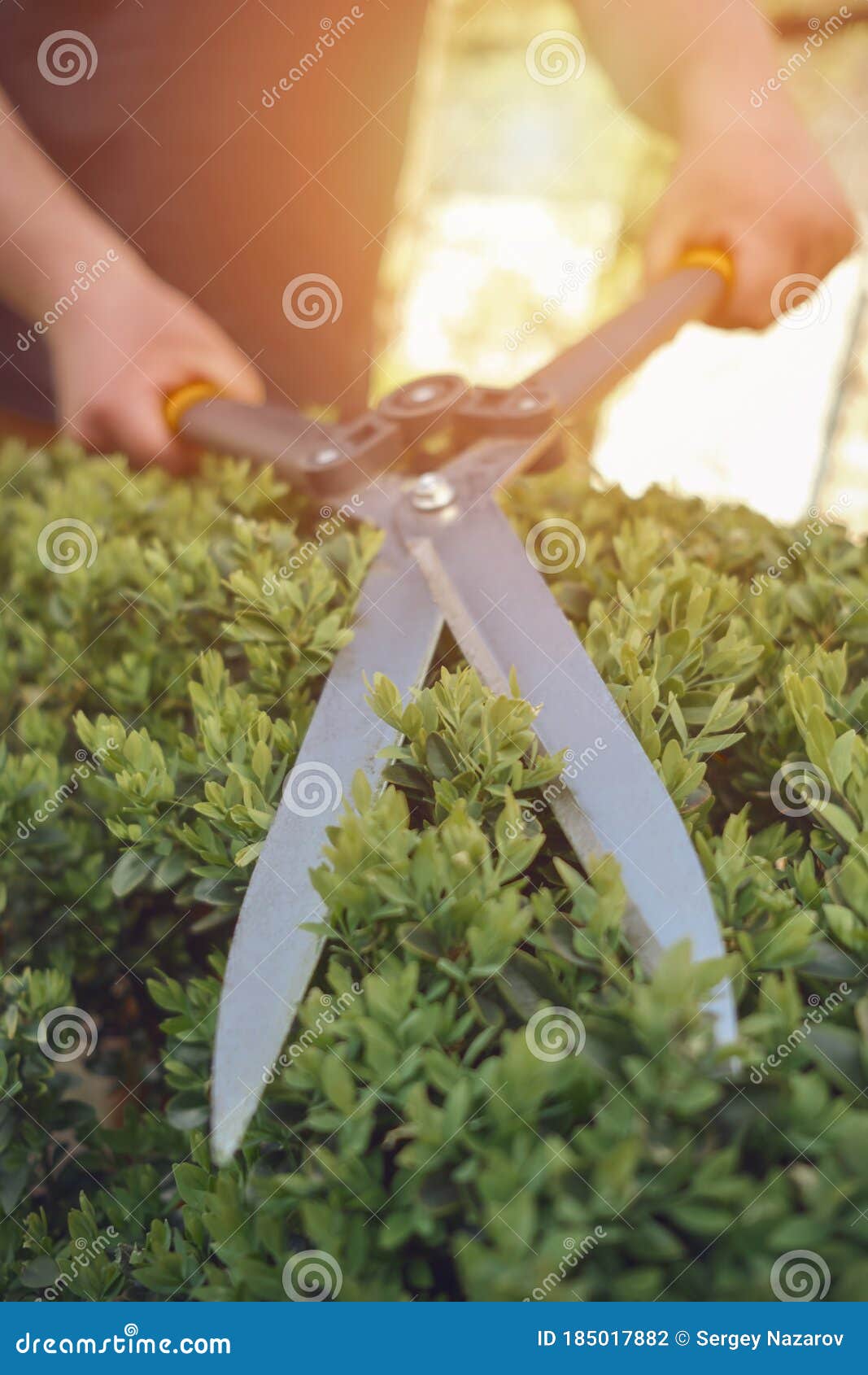Bare Hands of Unknown Gardener are Trimming Green Bush Using Sharp ...