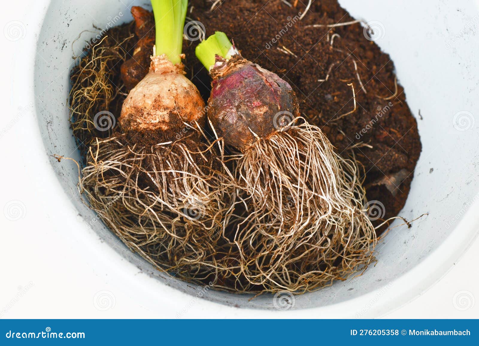Bare Hyacinth Flower Bulbs with Roots Stock Photo - Image of repotting ...