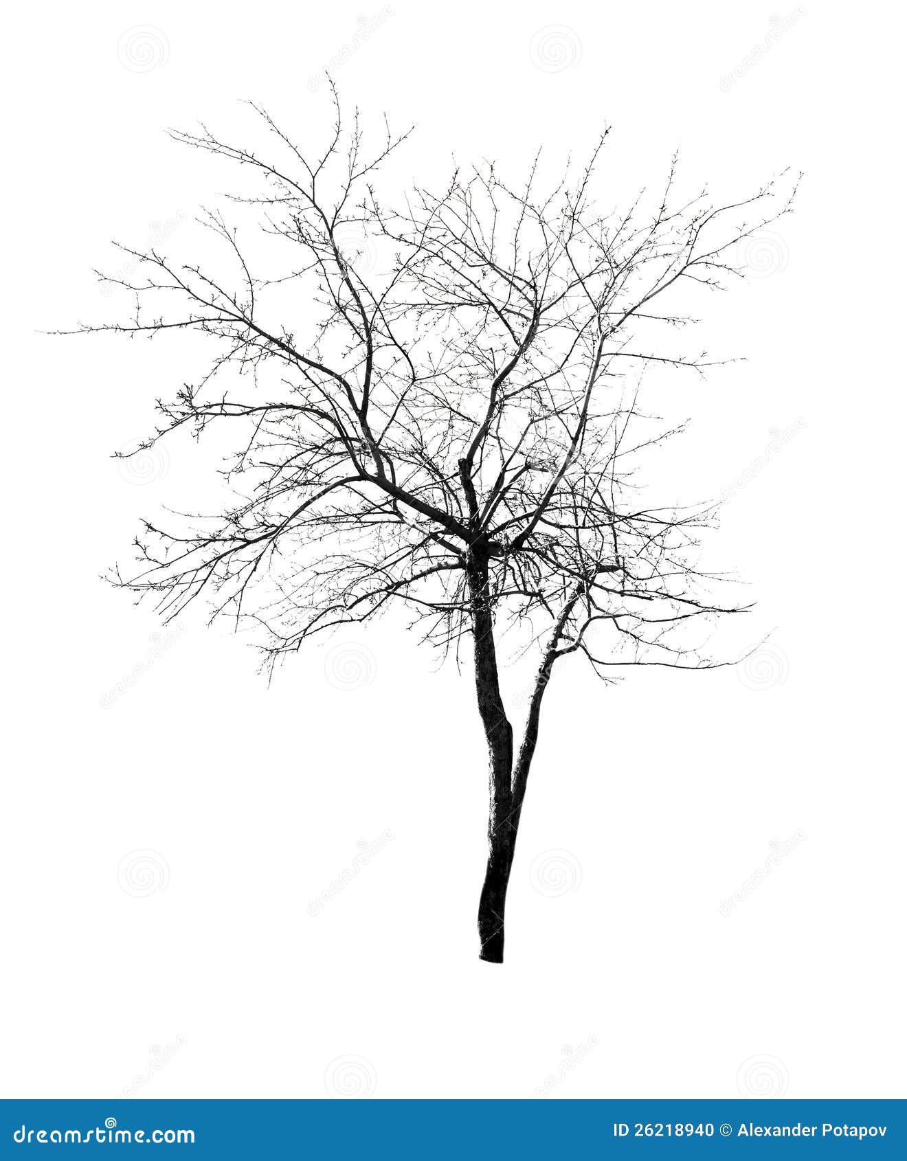 Bare isolated gray tree stock photo. Image of isolated - 26218940