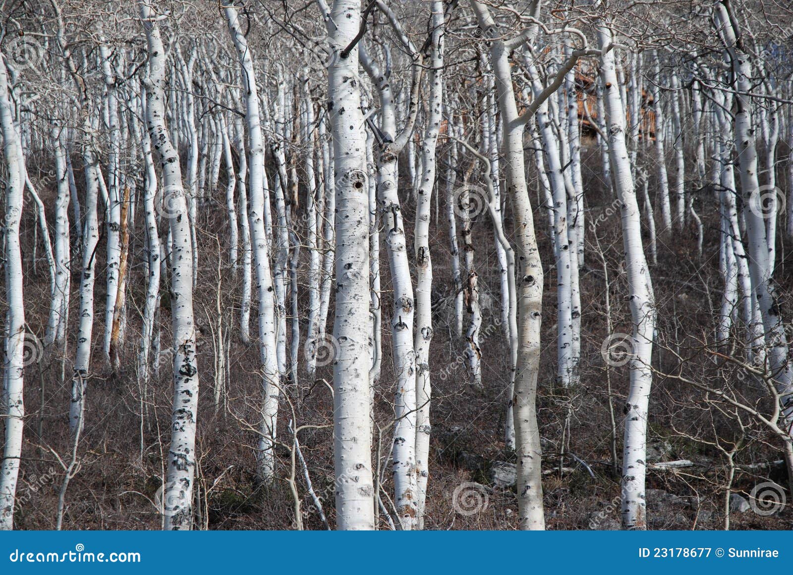Bare, Leafless Aspen Tree Stand Stock Image - Image of barren, bare ...