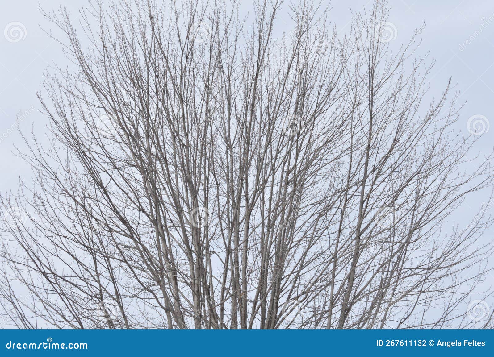 Bare Leafless Deciduous Tree Top in Minnesota Winter Stock Photo ...