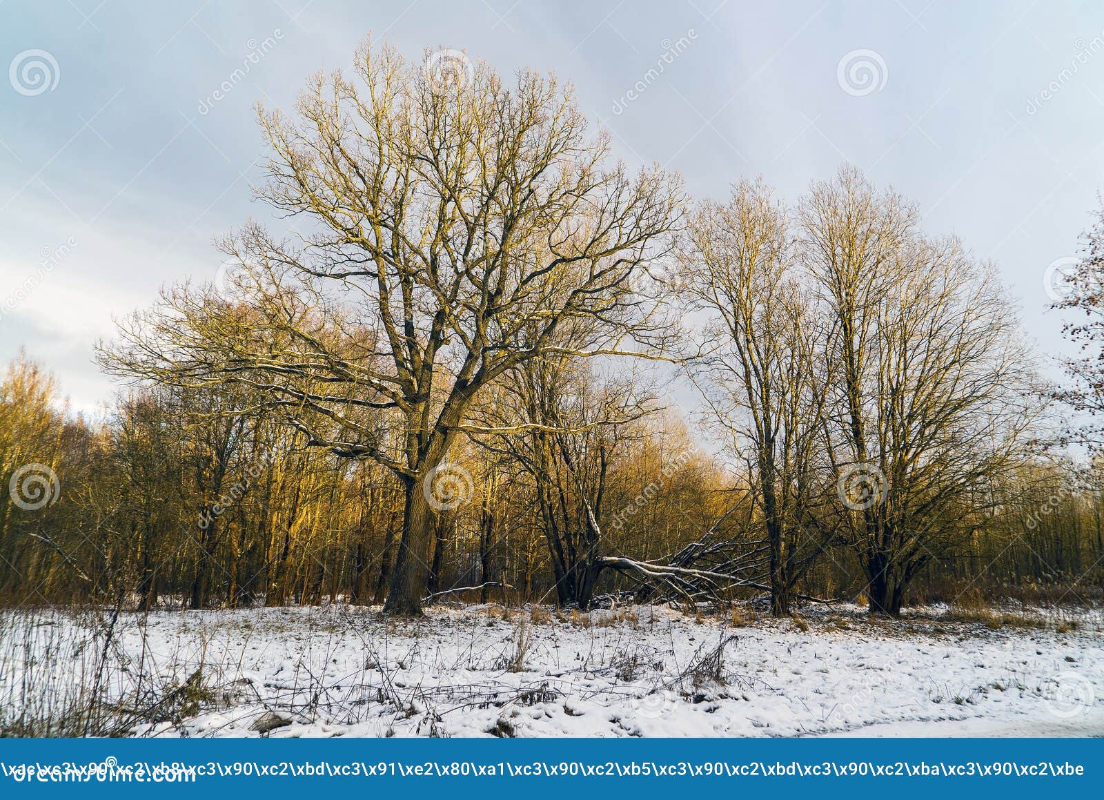 A Bare Leafless Oak Tree among the Trees . the First Snow Cover. Stock ...