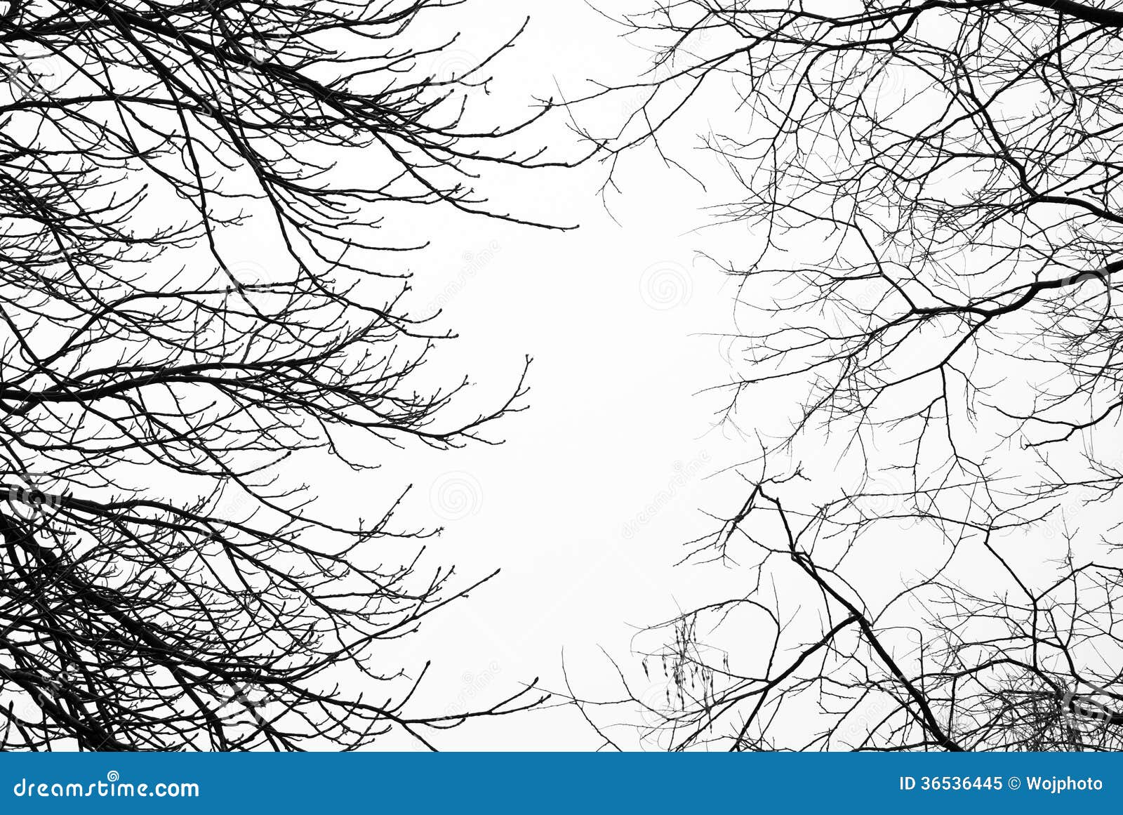 Leafless Tree In The Forest Wallpaper Background Royalty-Free Stock ...