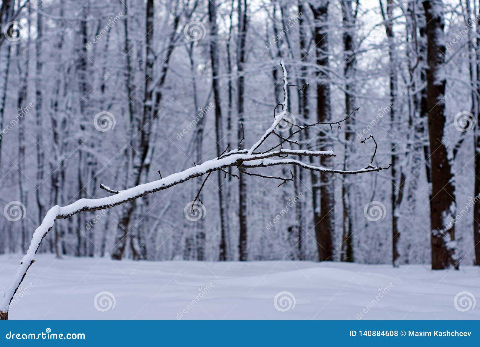 A Bare Leafless Tree with an Interesting Shape in a Winter Woodland ...