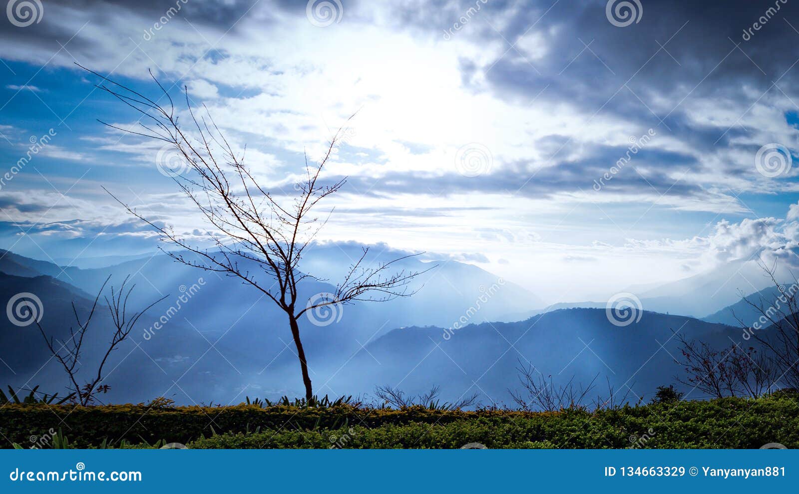 A Bare Looking Tree Still Survive and Forces of Nature in the Cold ...