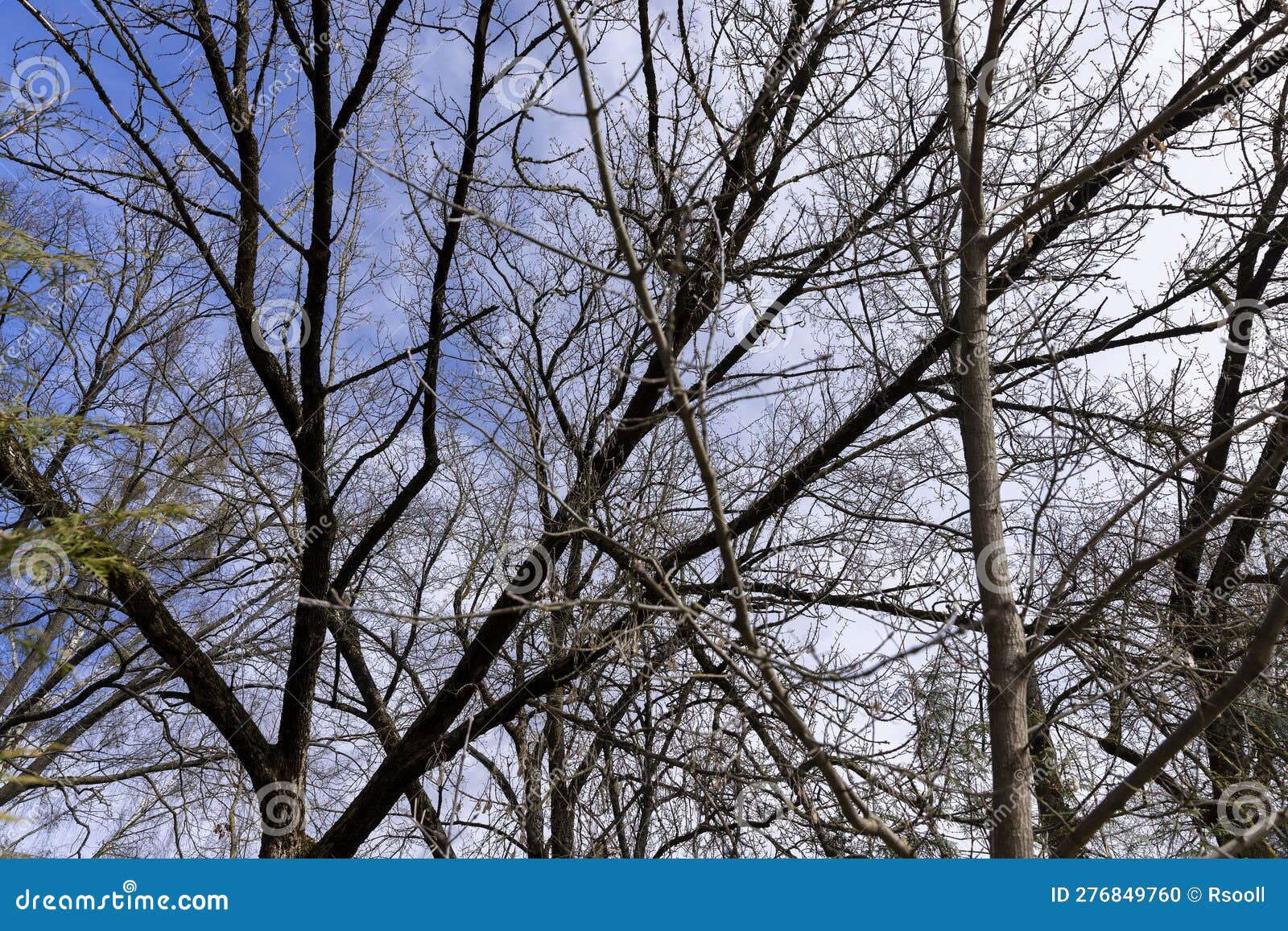 Bare Maple Trees in the Spring Season in the Park Stock Photo - Image ...