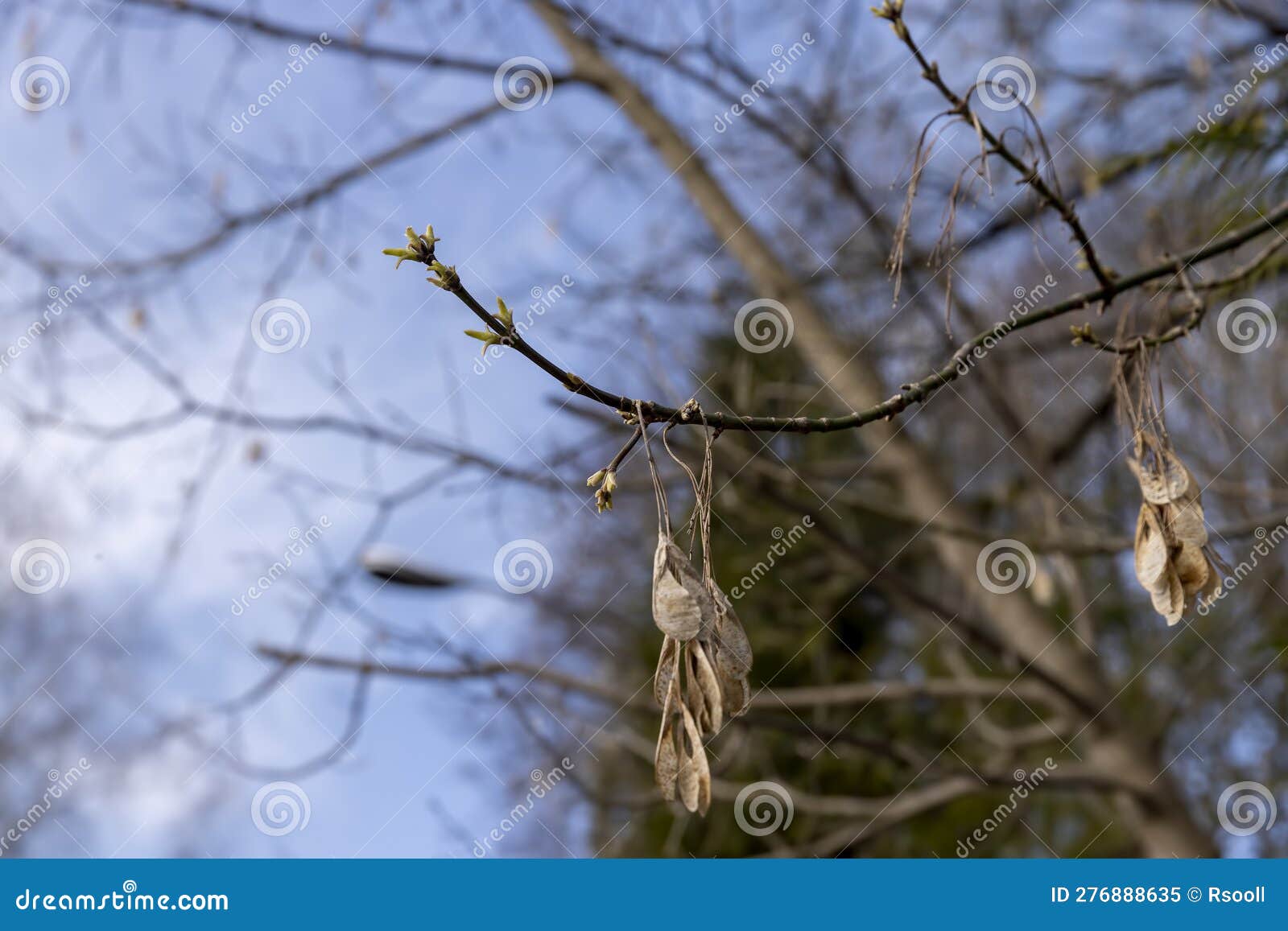 Bare Maple Trees in the Spring Season in the Park Stock Image - Image ...