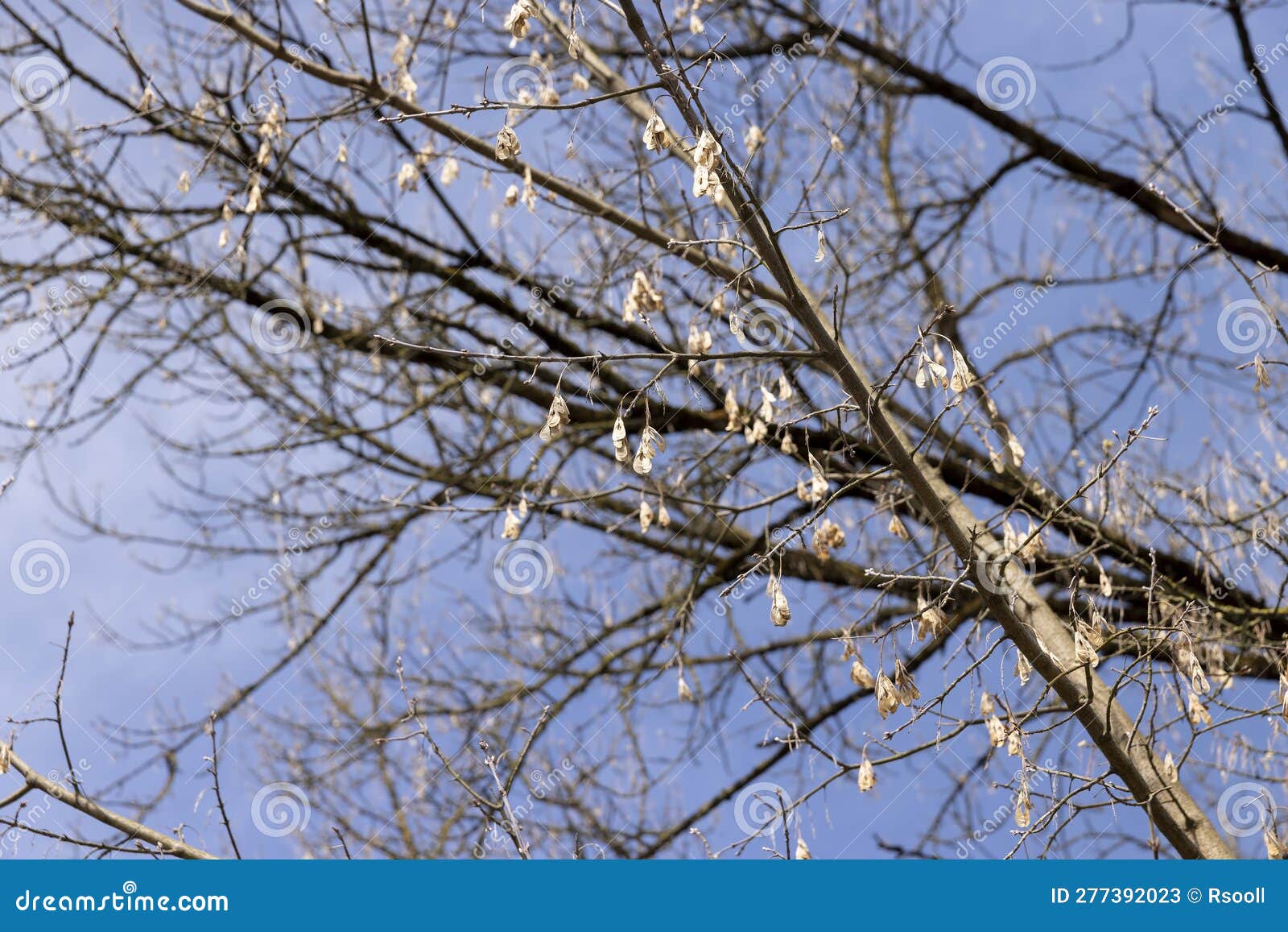Bare Maple Trees in the Spring Season in the Park Stock Image - Image ...