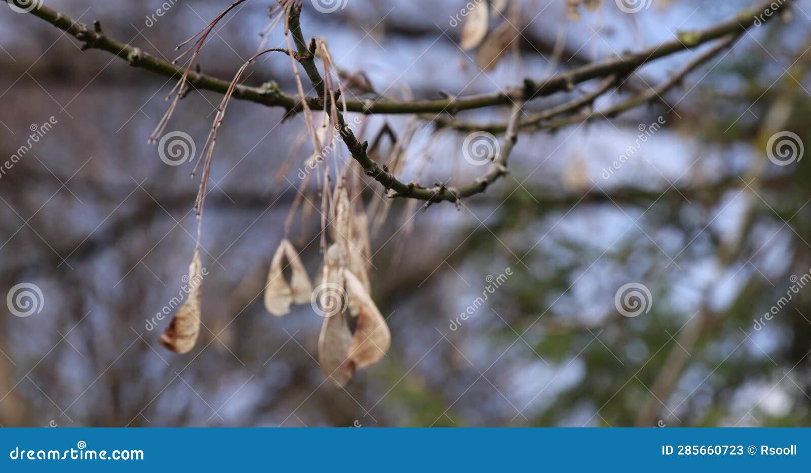 Bare Maple Trees in the Spring Season in the Park Stock Video - Video ...