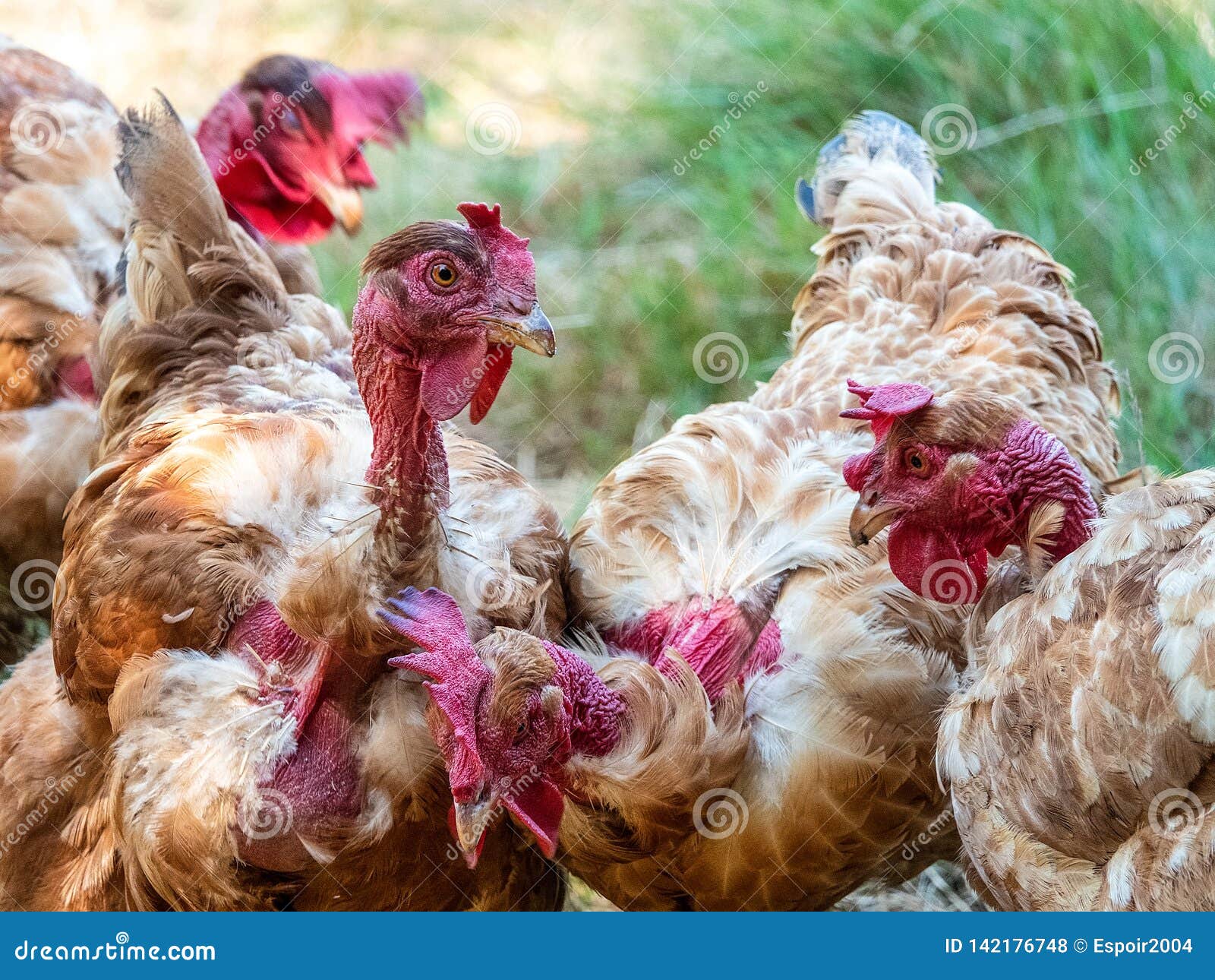 A Hen Holds a Huge Worm in Its Beak Stock Photo - Image of bird, animal ...