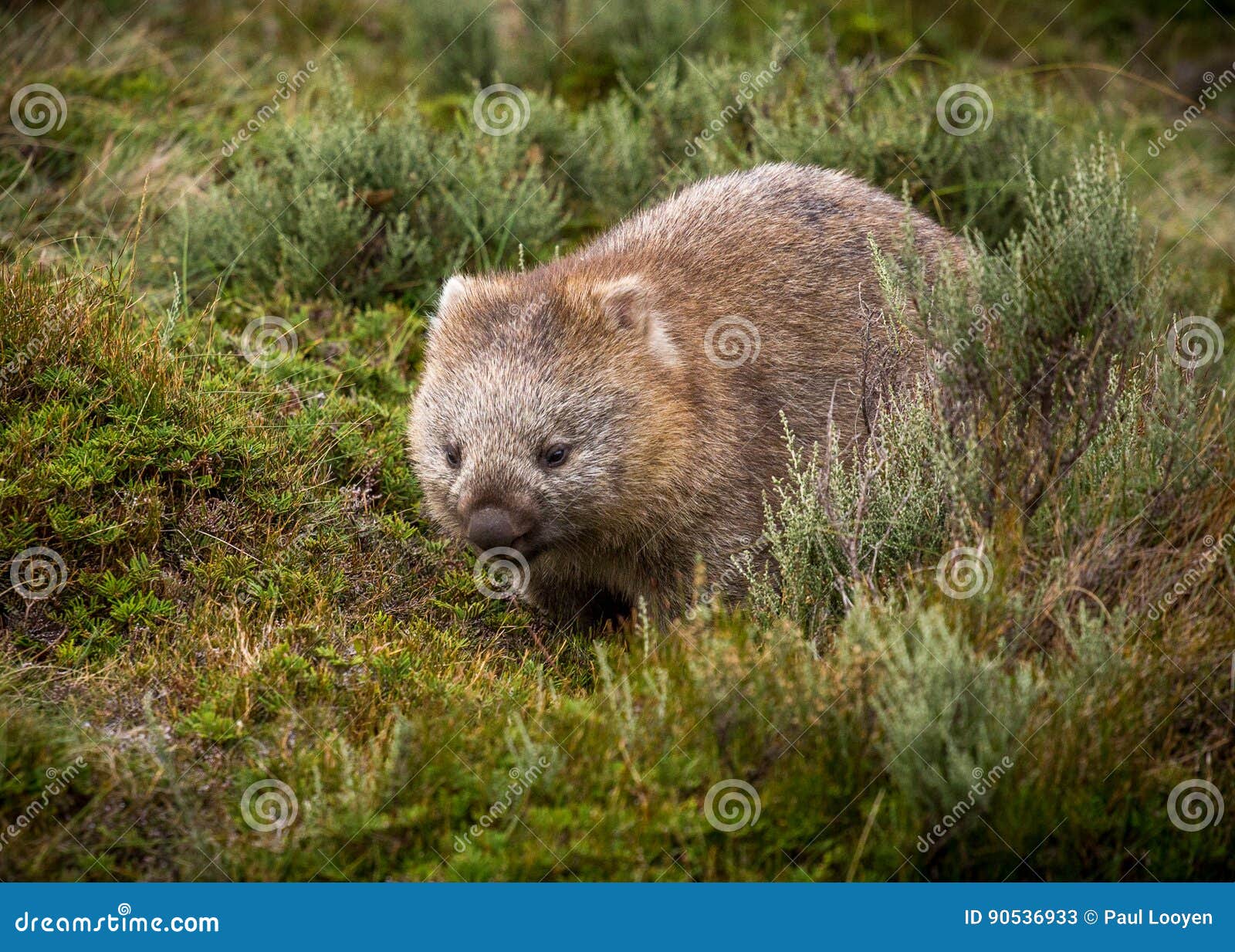 Bare nosed vombat fotografering för bildbyråer. Bild av australasian ...