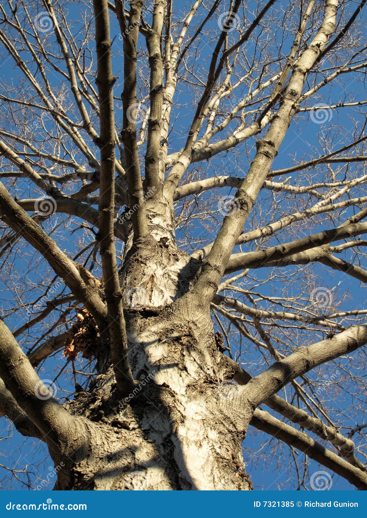 Bare November Tree stock image. Image of november, tree - 7321385