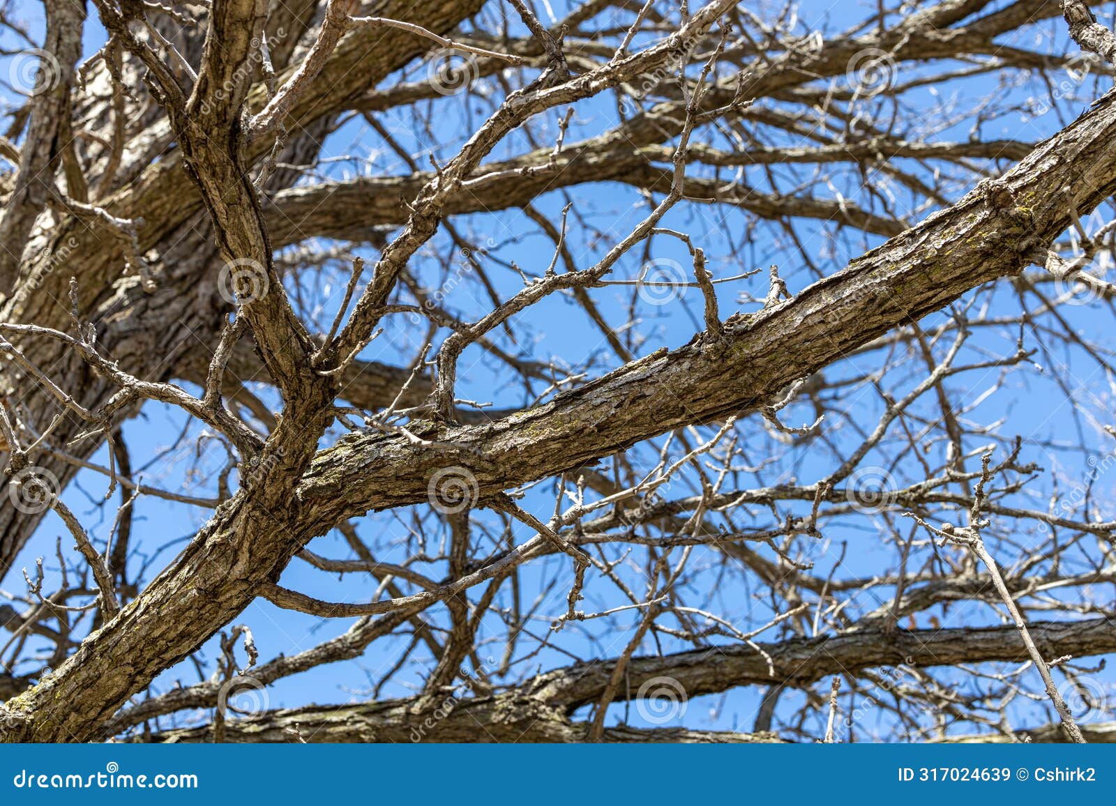 Bare Oak Tree Branches Texture Background Stock Image - Image of white ...