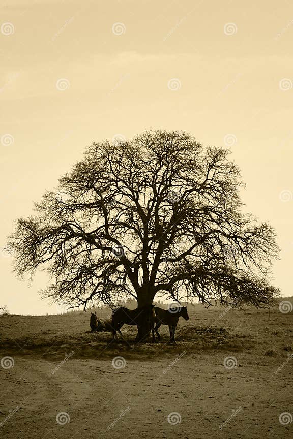 Bare Oak Tree and Horses in Winter Stock Image - Image of copy ...