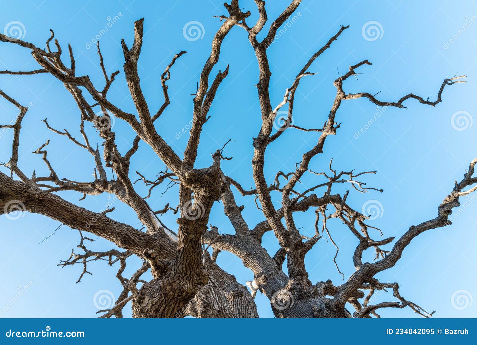 Bare Oak Tree with Spreading Branches Stock Image - Image of ...