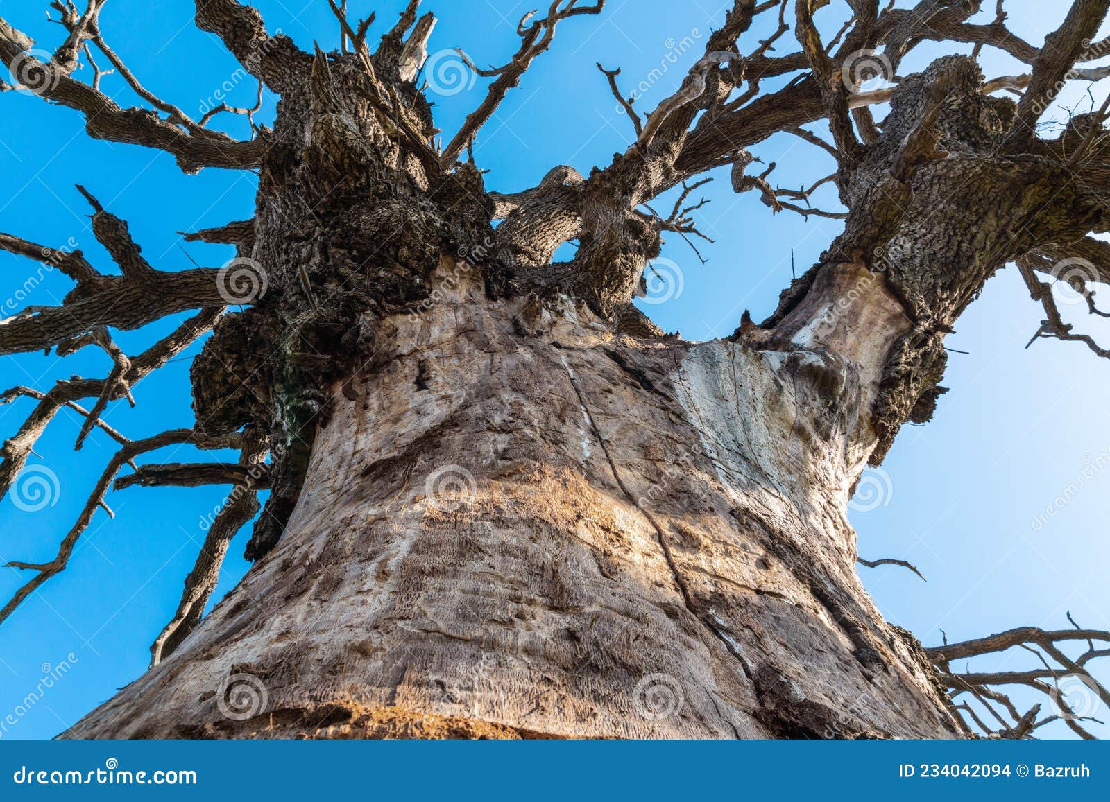 Bare Oak Tree With Spreading Branches Royalty-Free Stock Image ...