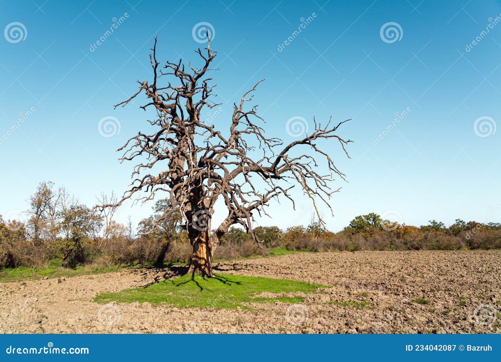 Spreading Leafless Bush Of Euphorbia Balsamifera Stock Photo ...