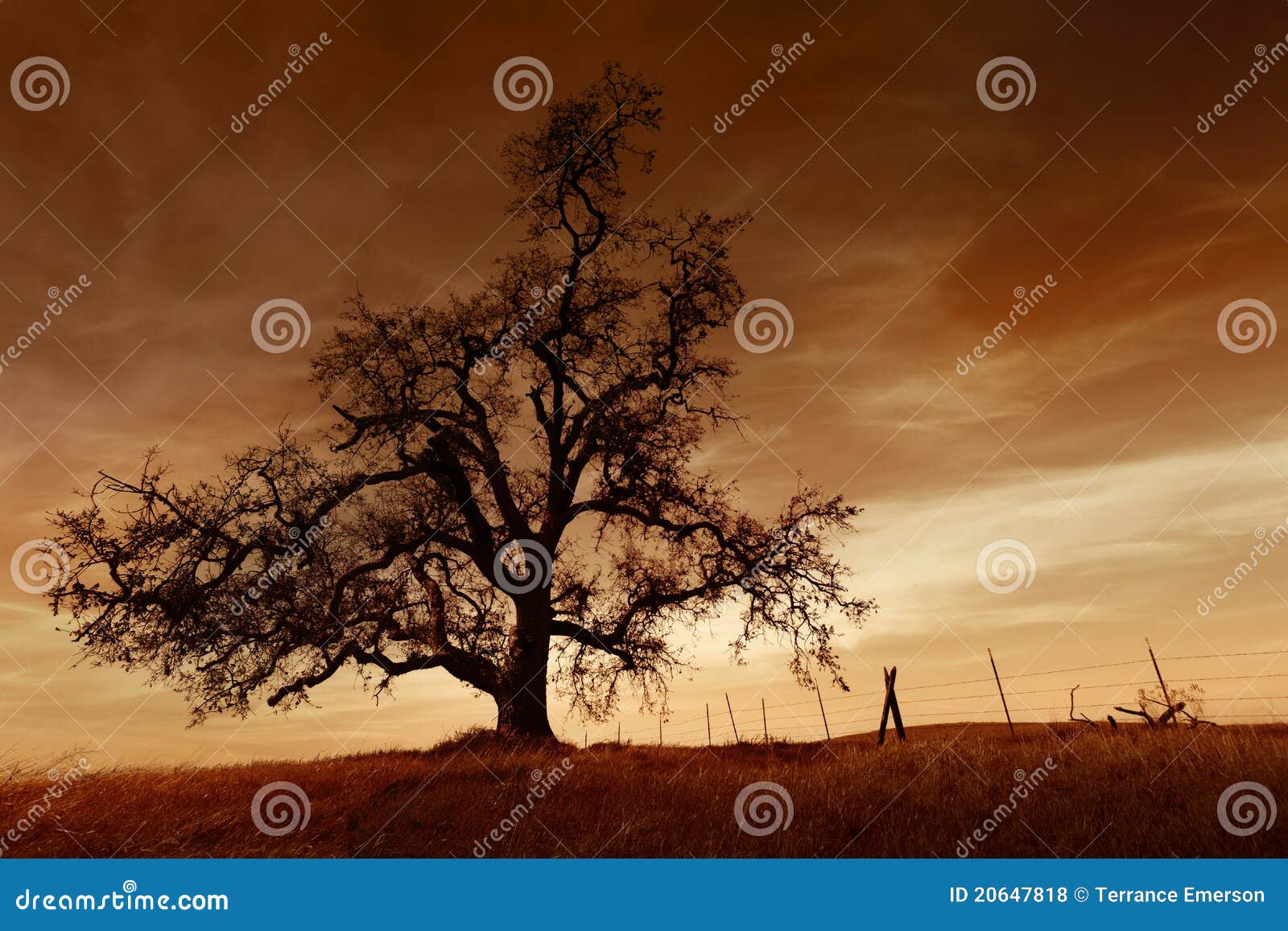 Bare Oak Tree at Sunset stock photo. Image of brown, bare - 20647818