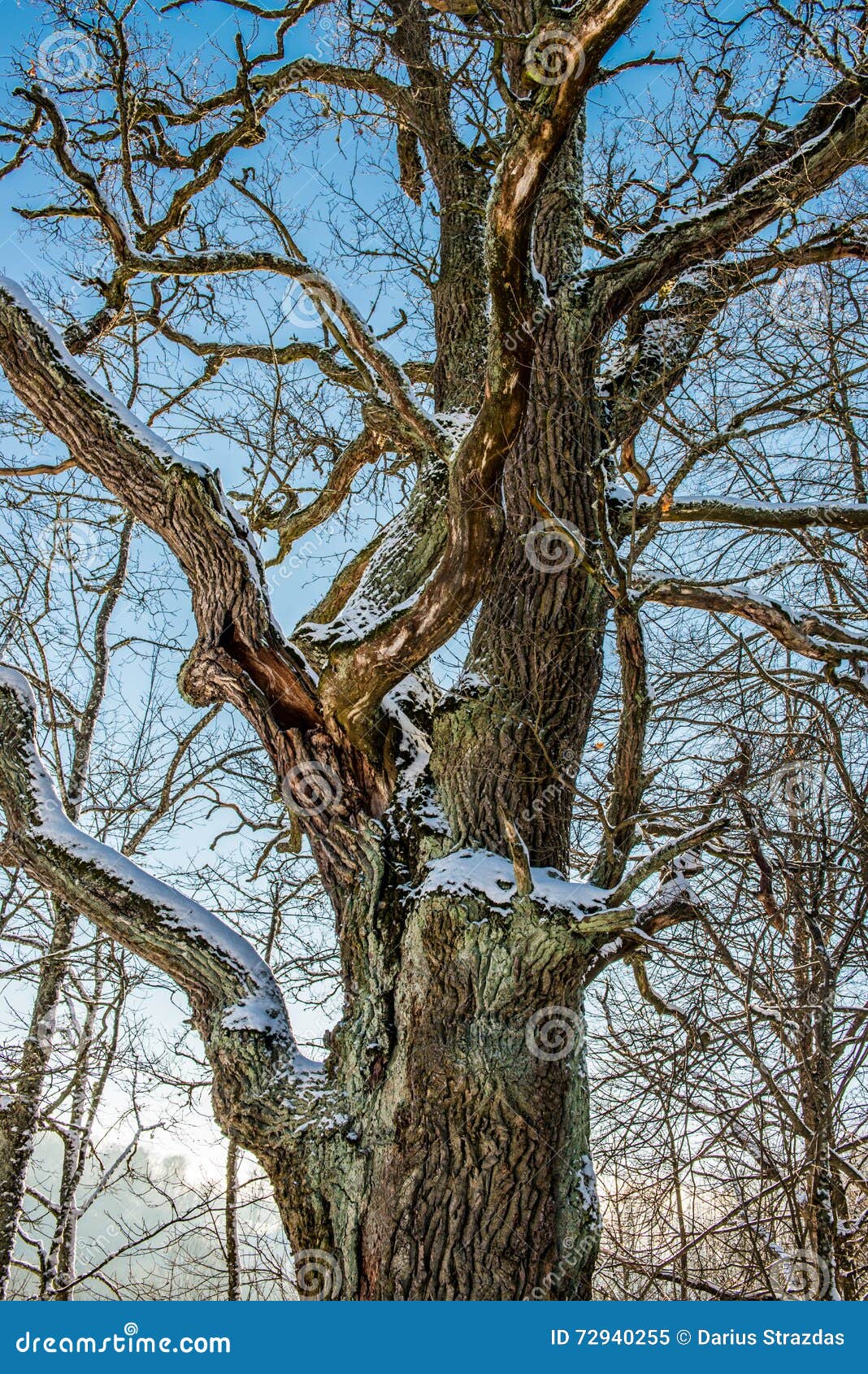 Bare old oak tree stock image. Image of tall, bare, tree - 72940255