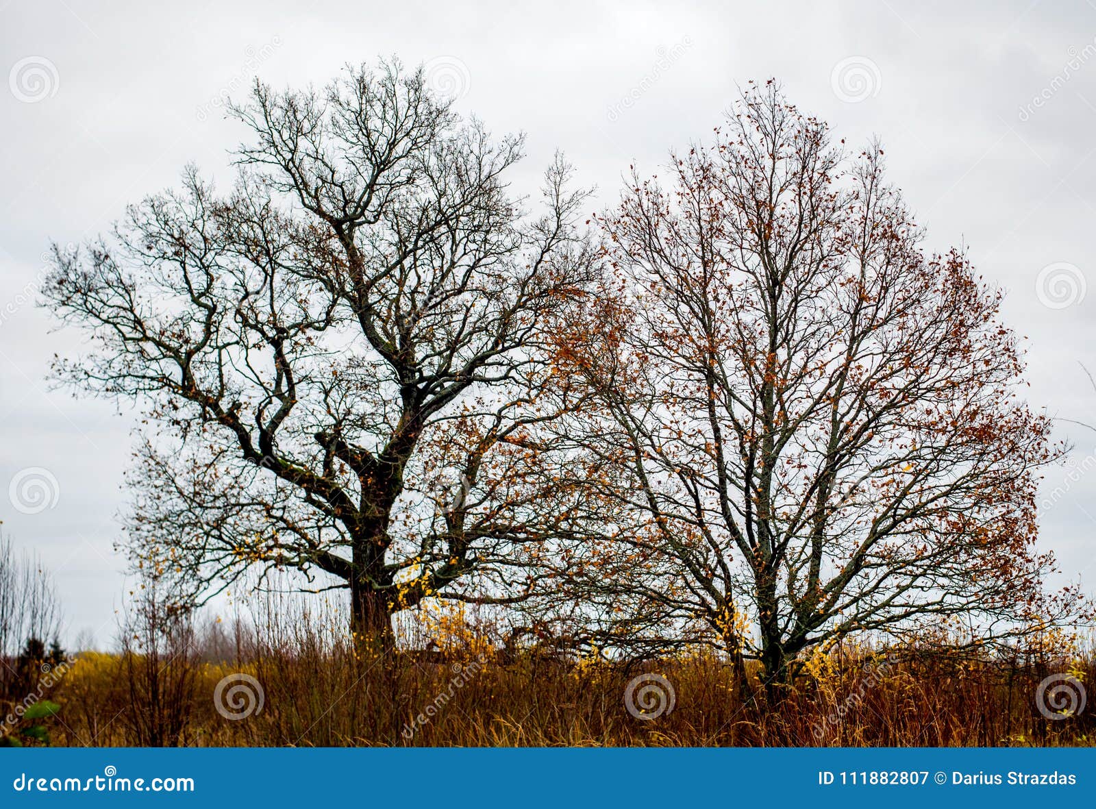 Bare old oak trees stock image. Image of bare, little - 111882807