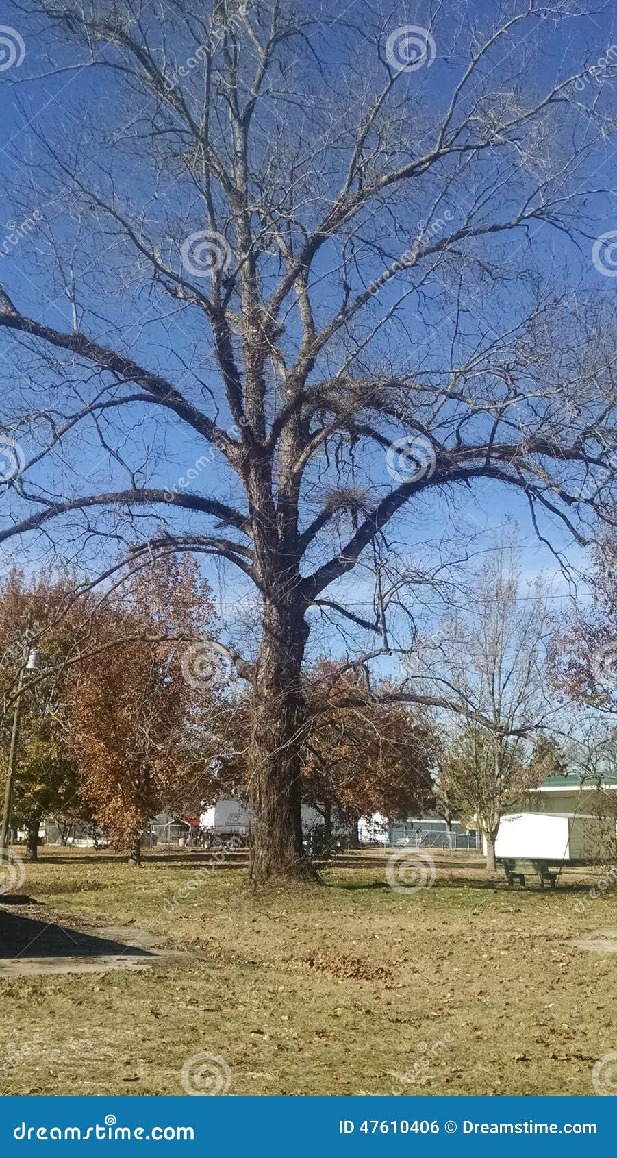 Pecan Tree Farm Ready For Harvest, With The Ground Covered In Leaves ...