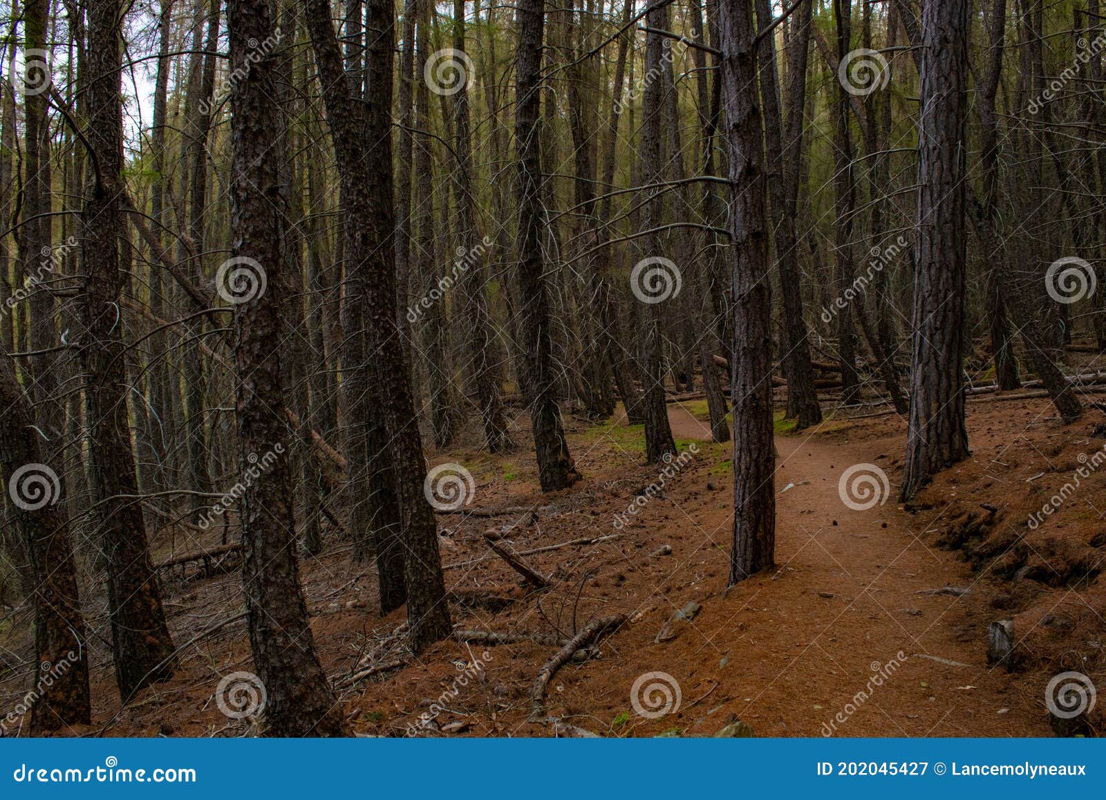 Bare Pine Tree Scattered through Empty Forest Stock Image - Image of ...