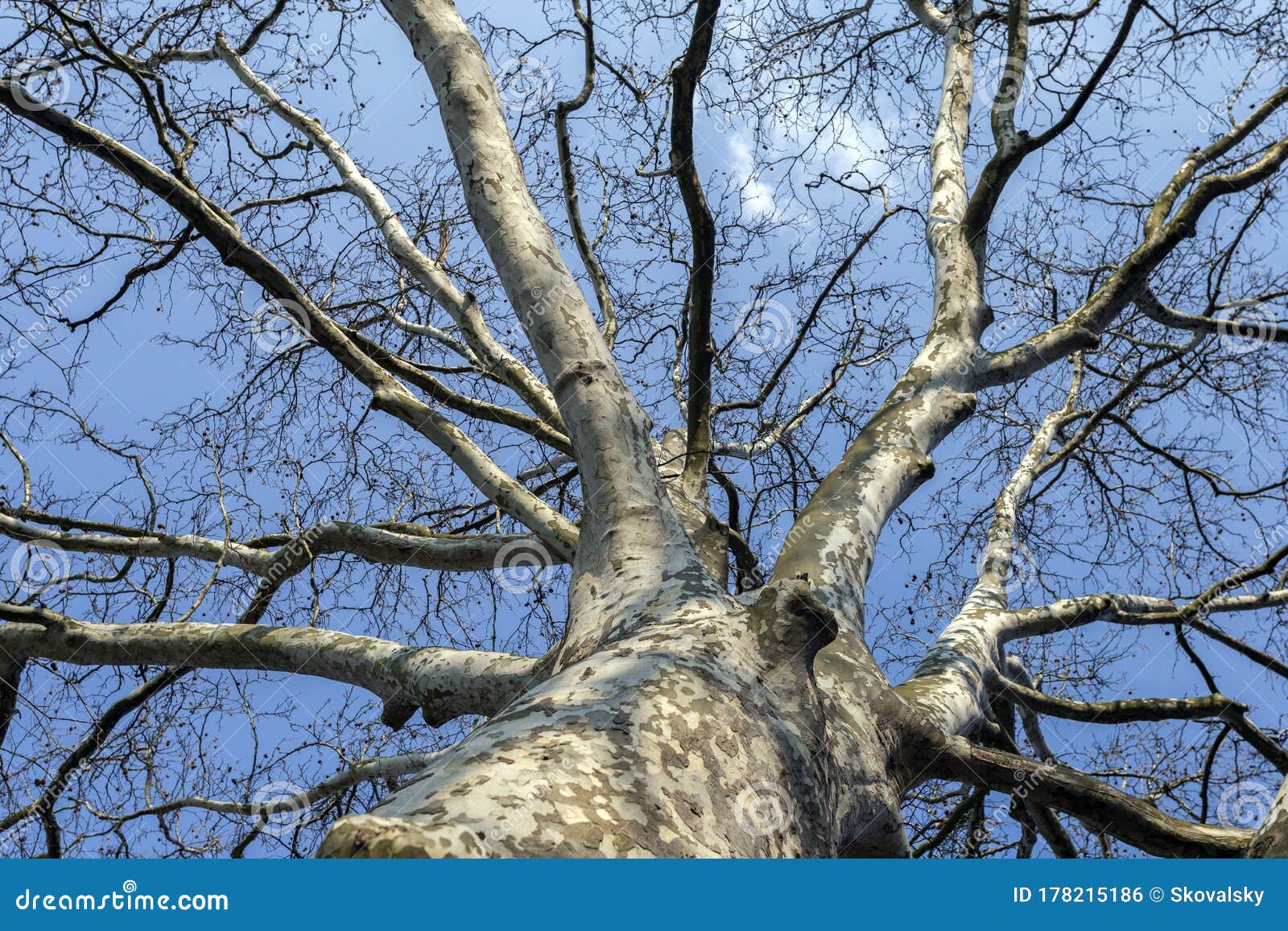 Bare Plane Tree Trunk with Branches and Spring Foliage Stock Photo ...