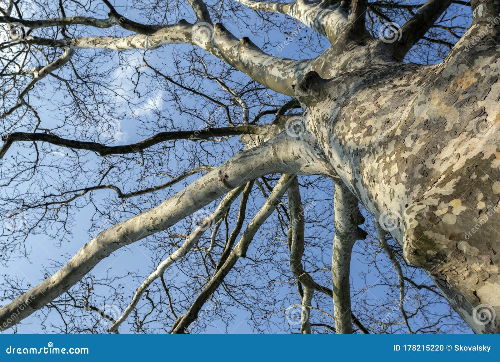 Bare Plane Tree Trunk with Branches and Spring Foliage Stock Photo ...