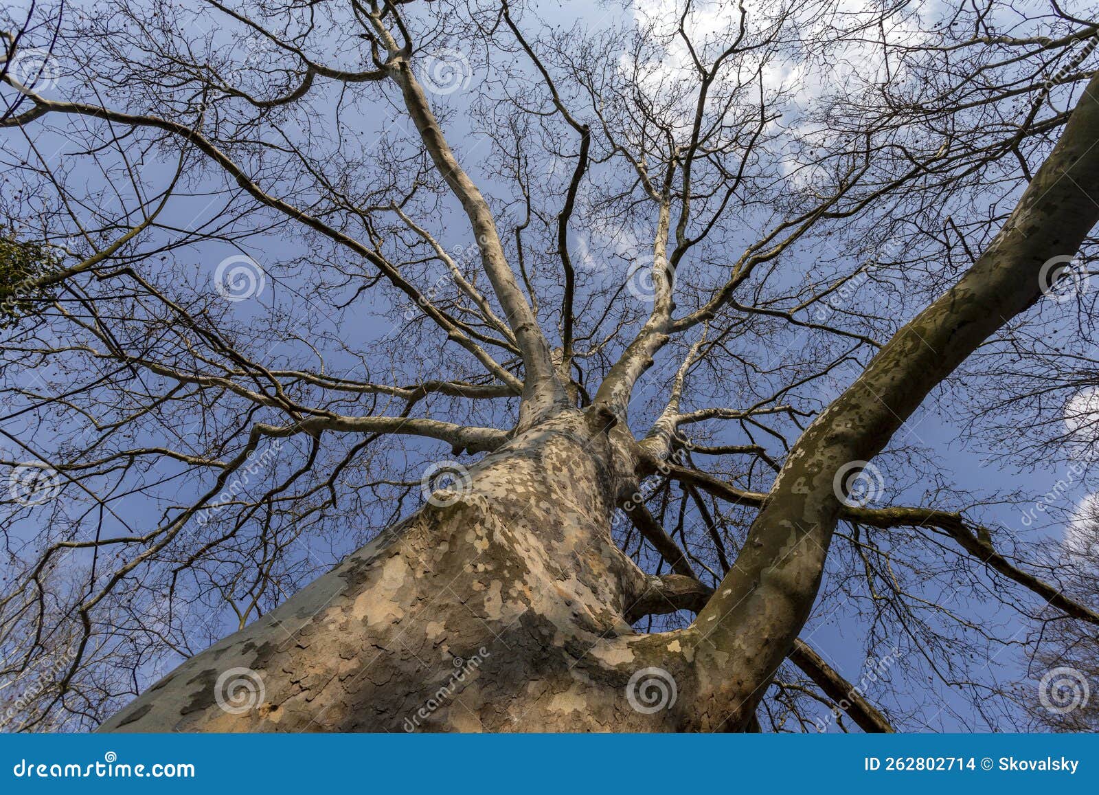 Bare Plane Tree Trunk with Branches and Spring Foliage Stock Photo ...
