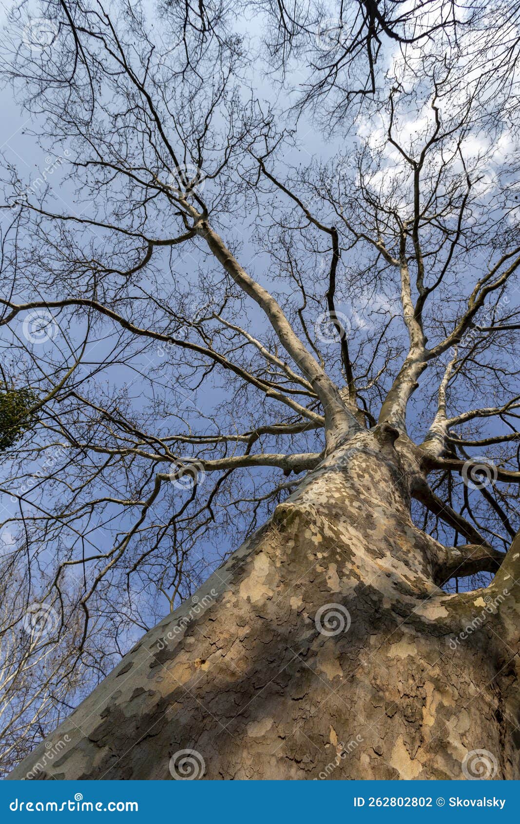 Bare Plane Tree Trunk with Branches and Spring Foliage Stock Photo ...