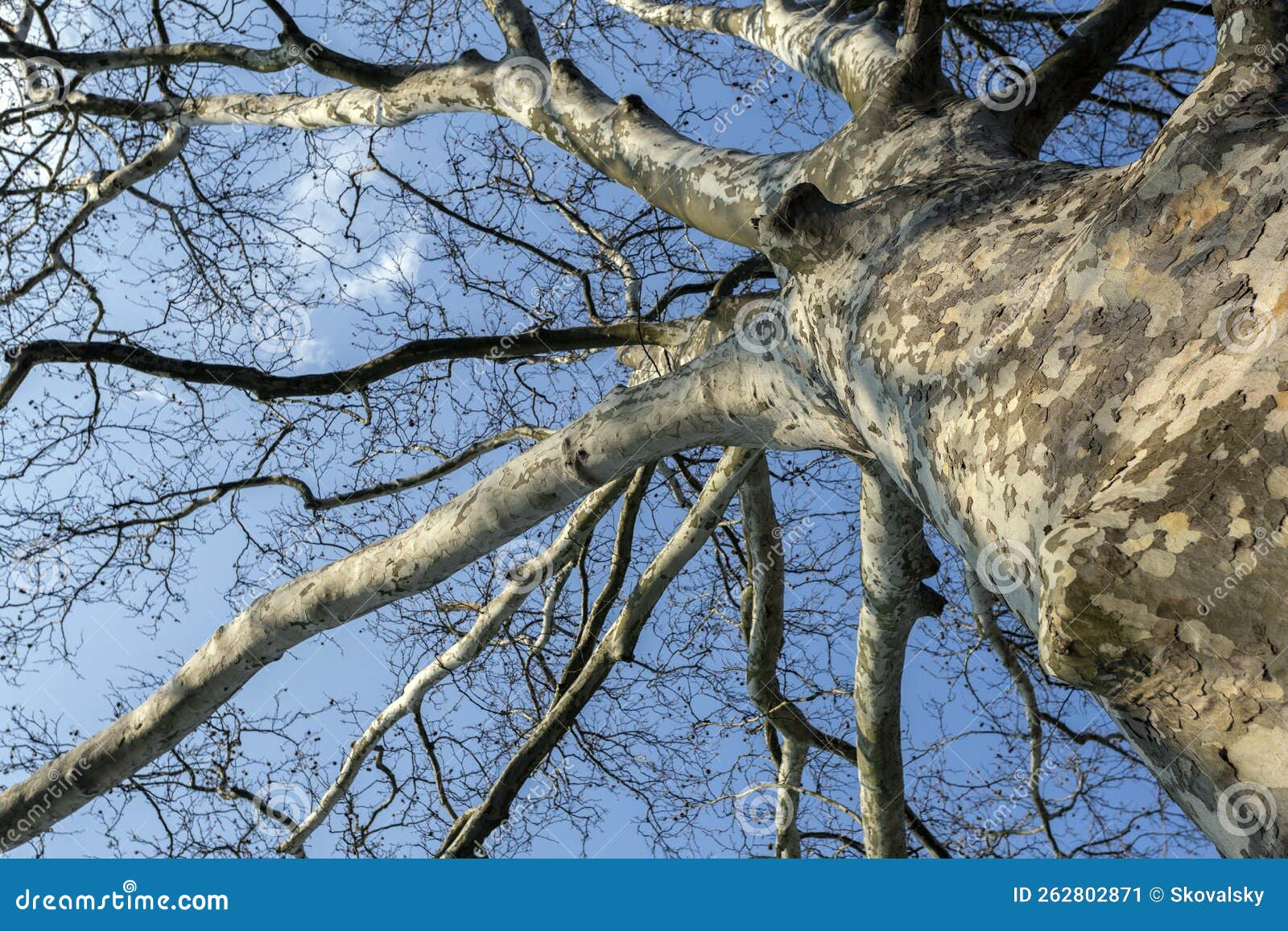 Bare Plane Tree Trunk with Branches and Spring Foliage Stock Image ...