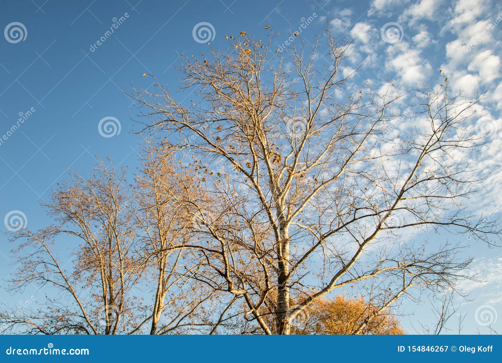 Bare Poplar Tree Branches in Autumn with Yellow Leaves Stock Image ...