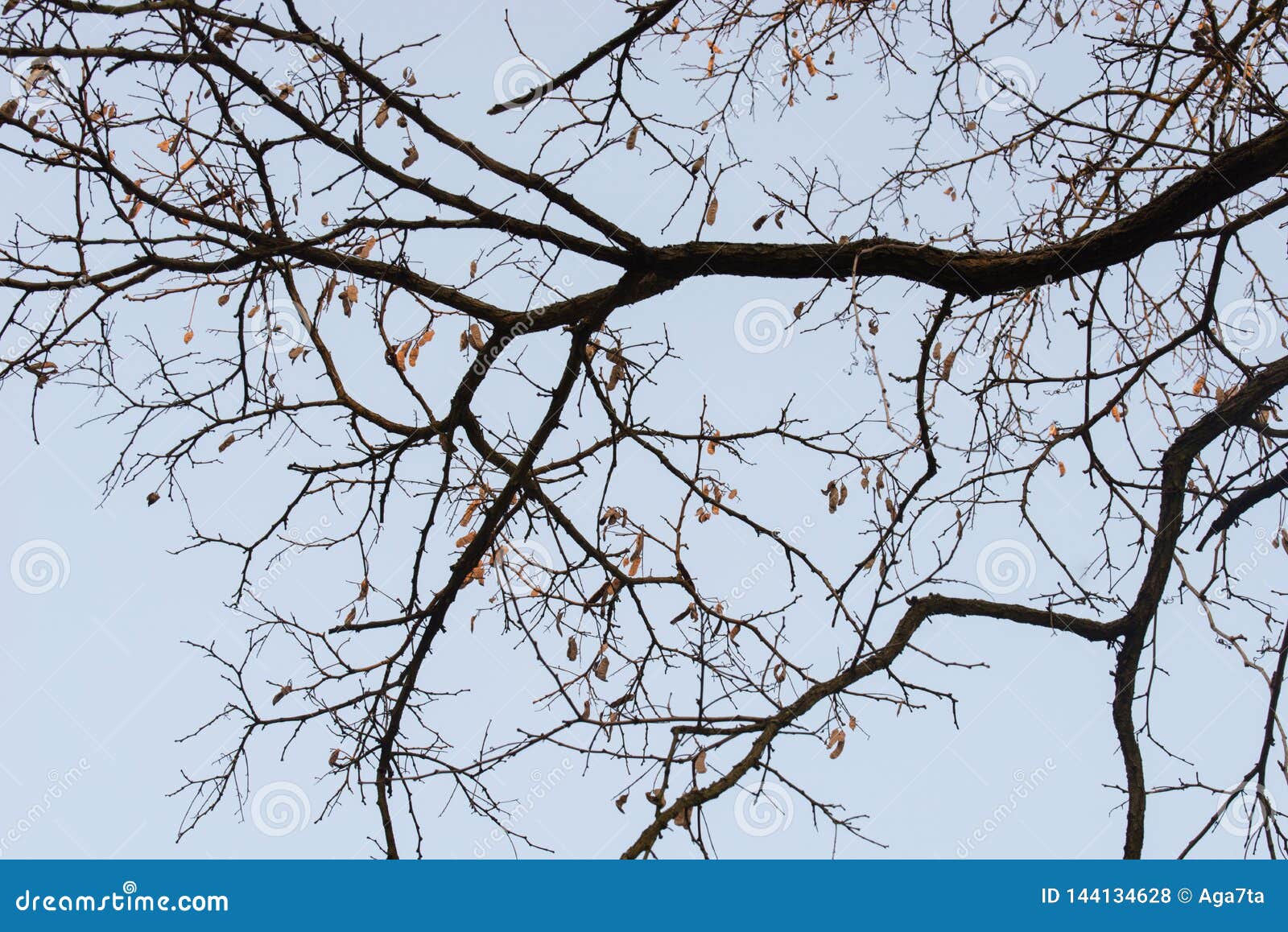 Bare Robinia Tree Branches on Blue Sky Selective Focus Stock Photo ...