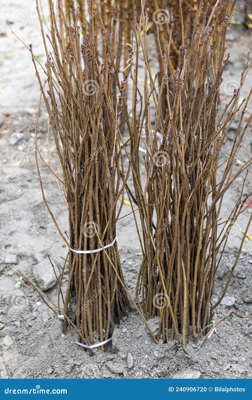 Bare Root Persimmon Fruit Trees Stock Photo - Image of available ...