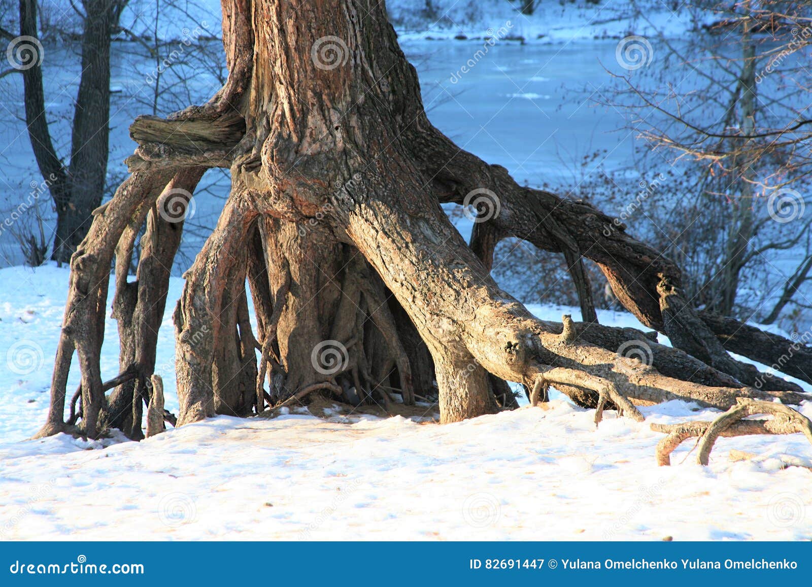 The Root Of A Pine Tree On The Ground. Root System For Plant Nutrition ...