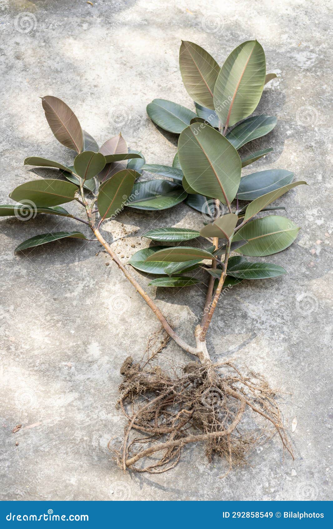 Bare Root Rubber Tree with Large Root System Stock Image - Image of ...