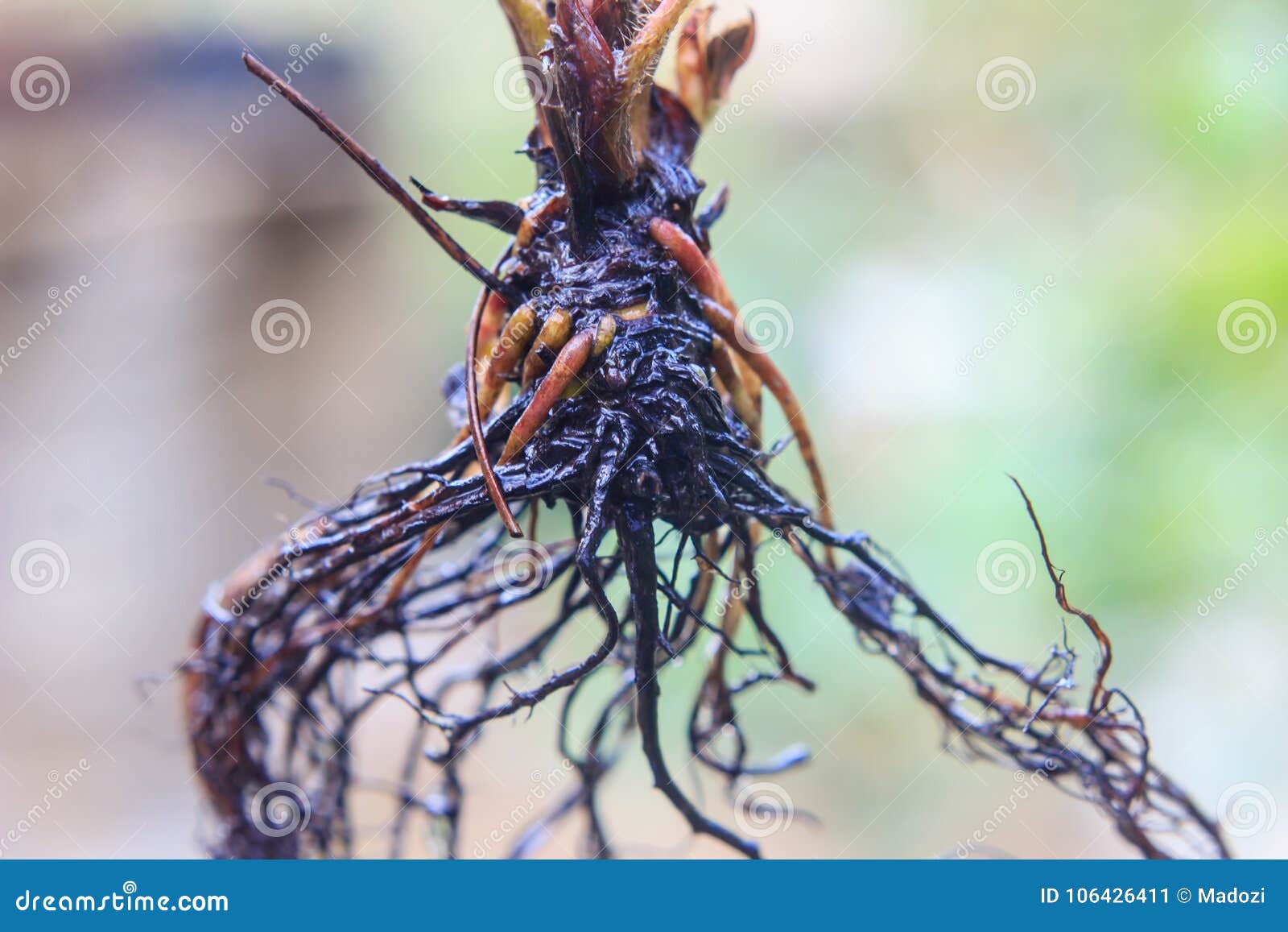 Bare root strawberry plant stock image. Image of black - 106426411