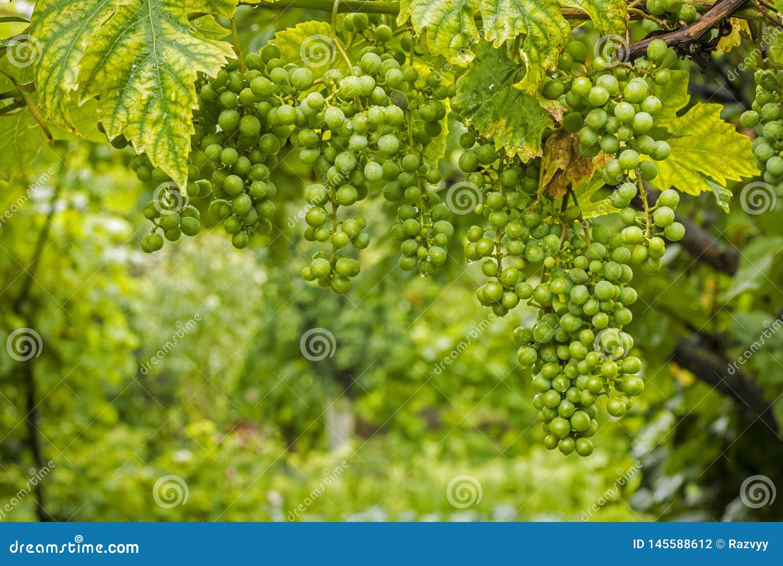 Bare Root Table Grape Vine stock photo. Image of blur - 145588612
