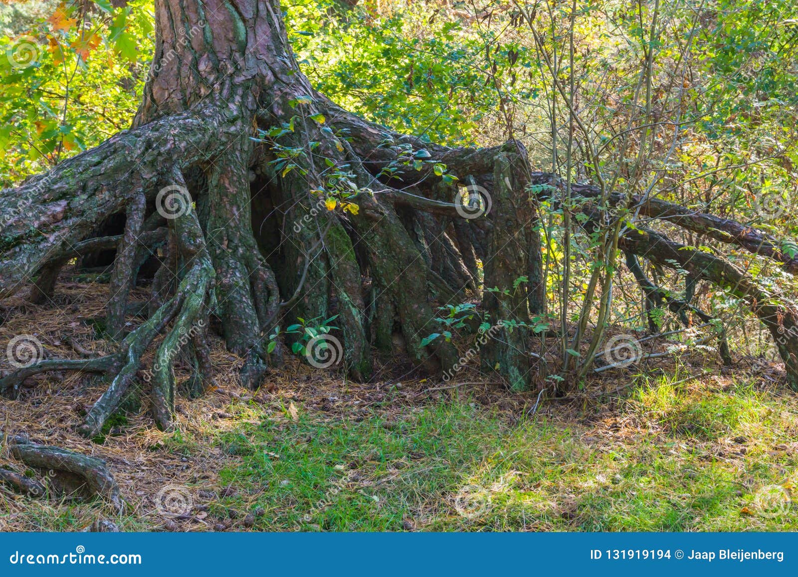 Bare Rooted Tree with Large Roots Above the Earth in a Forest Landscape ...