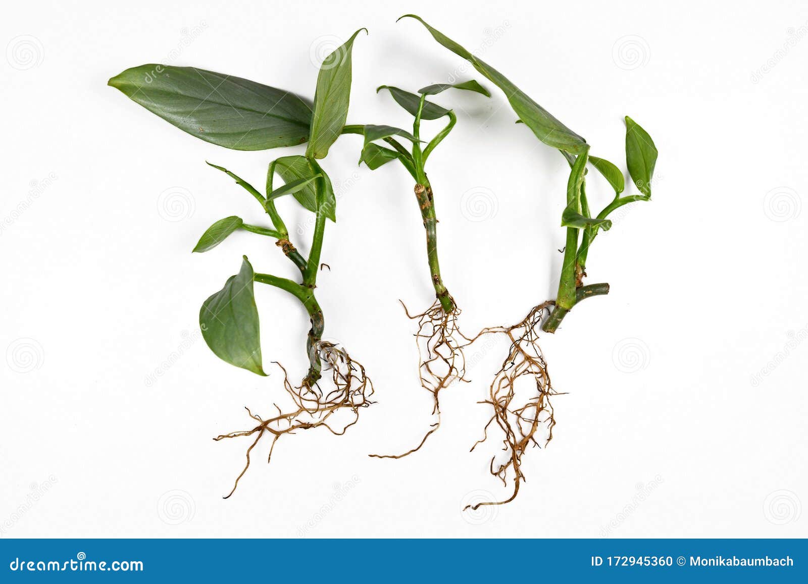 Bare Roots without Soil of Small Exotic Houseplants before Repotting on ...