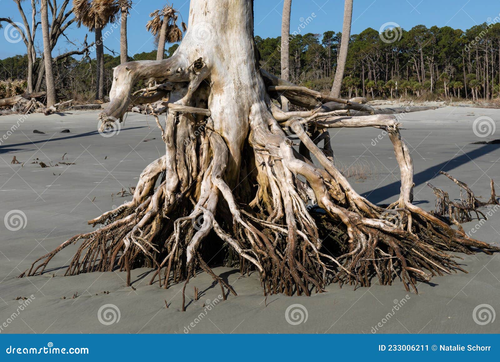 Bare Roots of a Tree Exposed by Significant Beach Erosion Stock Image ...