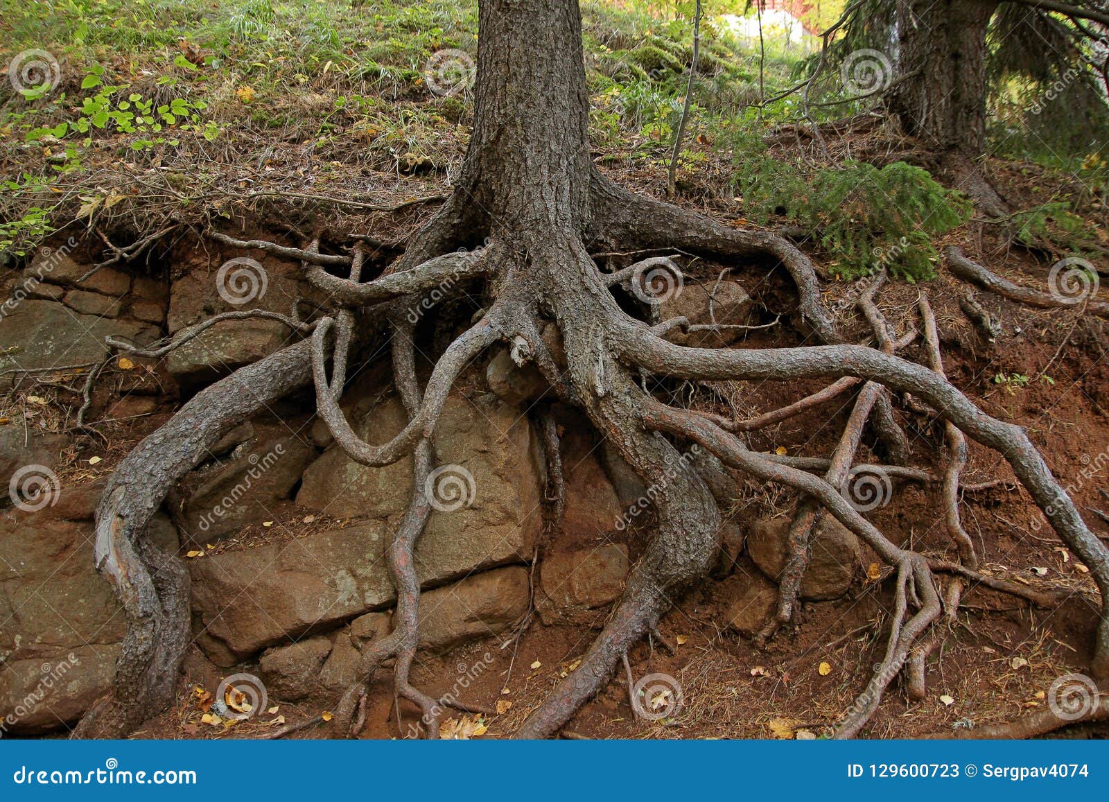 Bare Roots of Trees Growing on Rocks Stock Image - Image of dirt ...