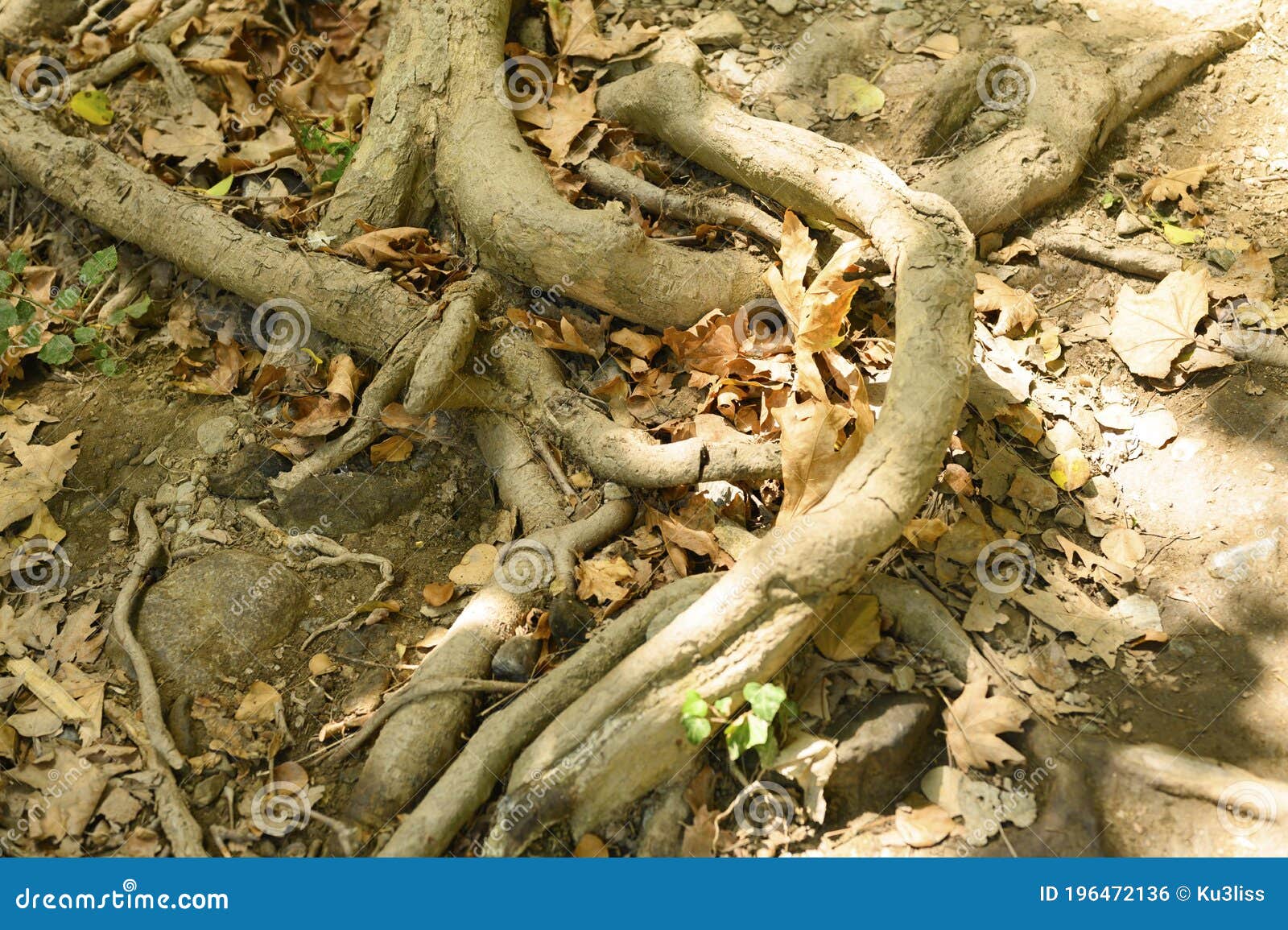 Bare Roots of Trees Protruding from the Ground in Rocky Cliffs in ...