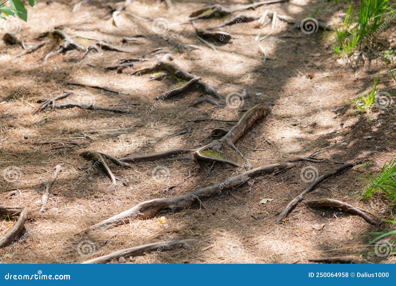 Bare Roots. Walk Trail, Narrow Path through Lush Coniferous Forest with ...