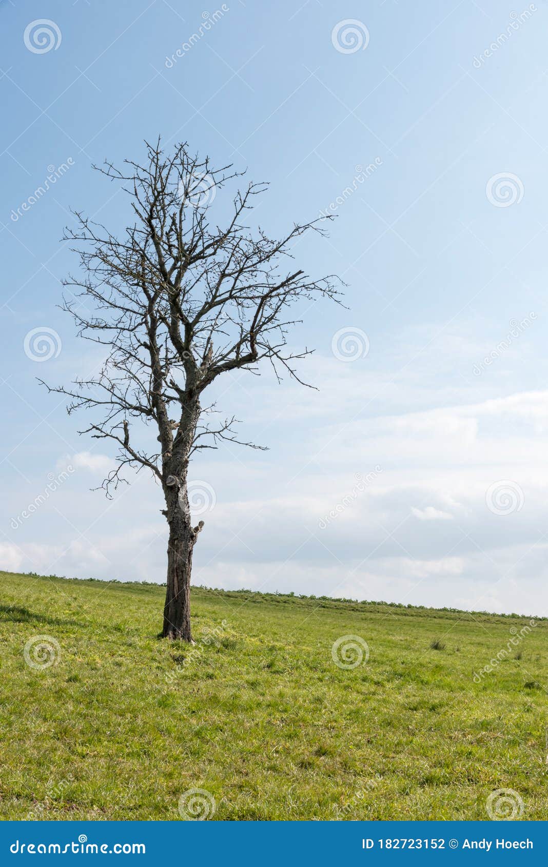 Bare Single Tree on a Green Meadow Stock Photo - Image of horizon ...