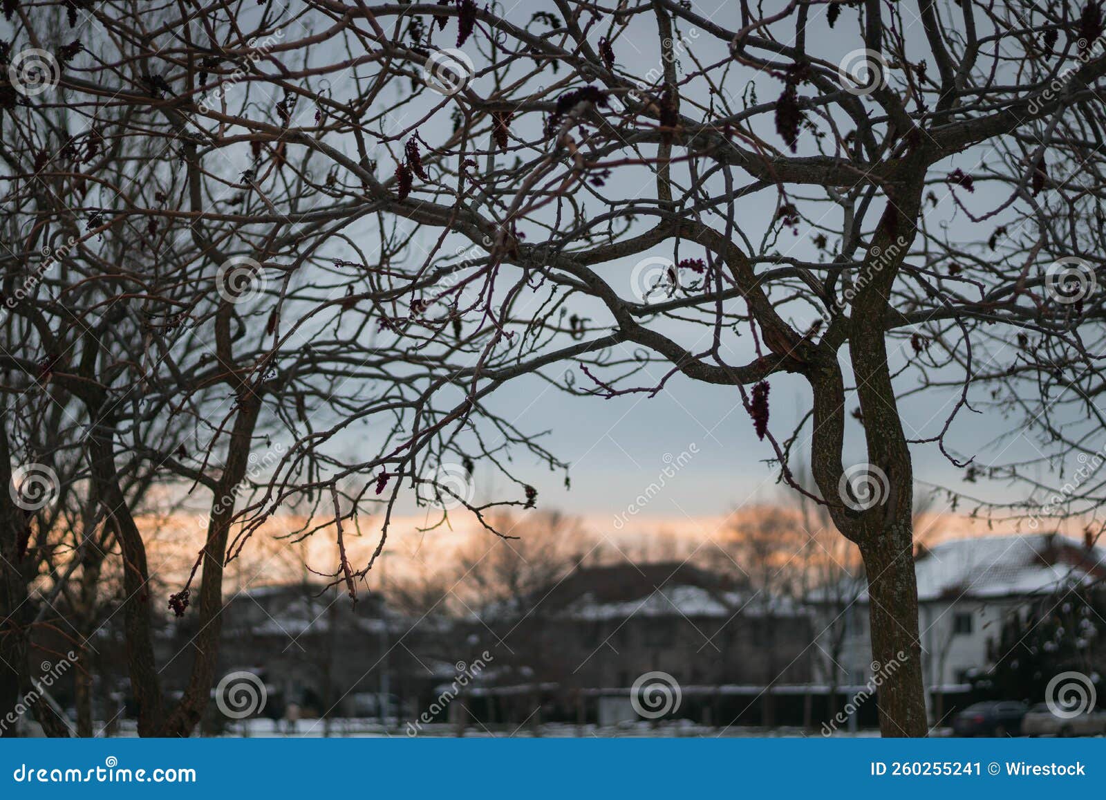 Bare Staghorn Sumac Tree in Winter Stock Image - Image of winter ...